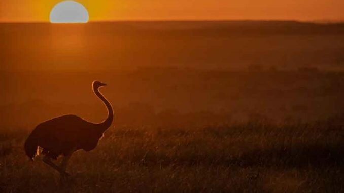 Telur Burung Unta Terbesar di Dunia – indhie